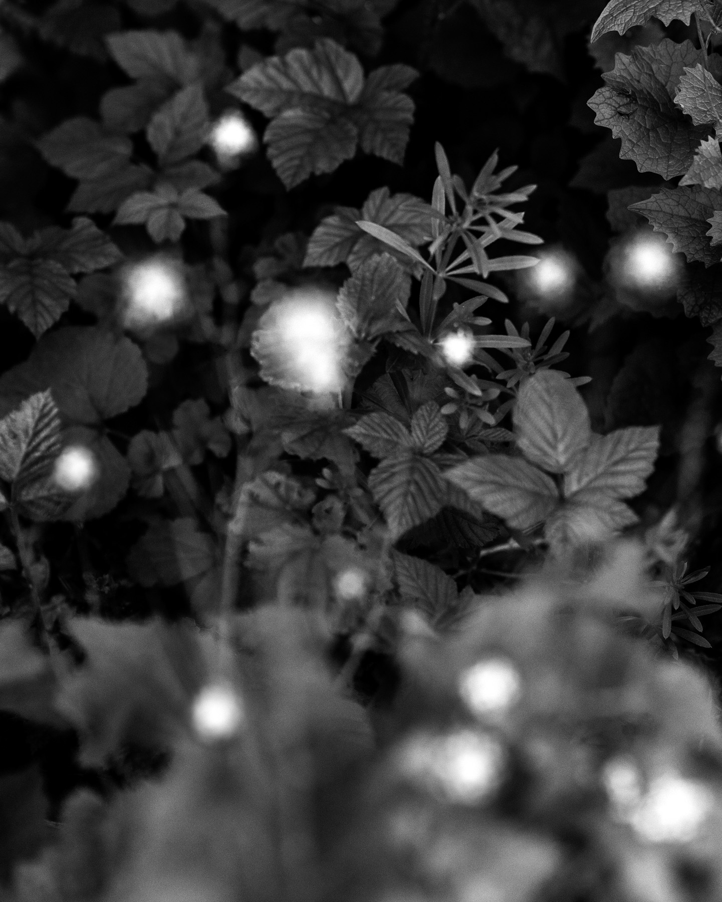 Fading Senses by Ligia Popławska ~ Velvet Eyes